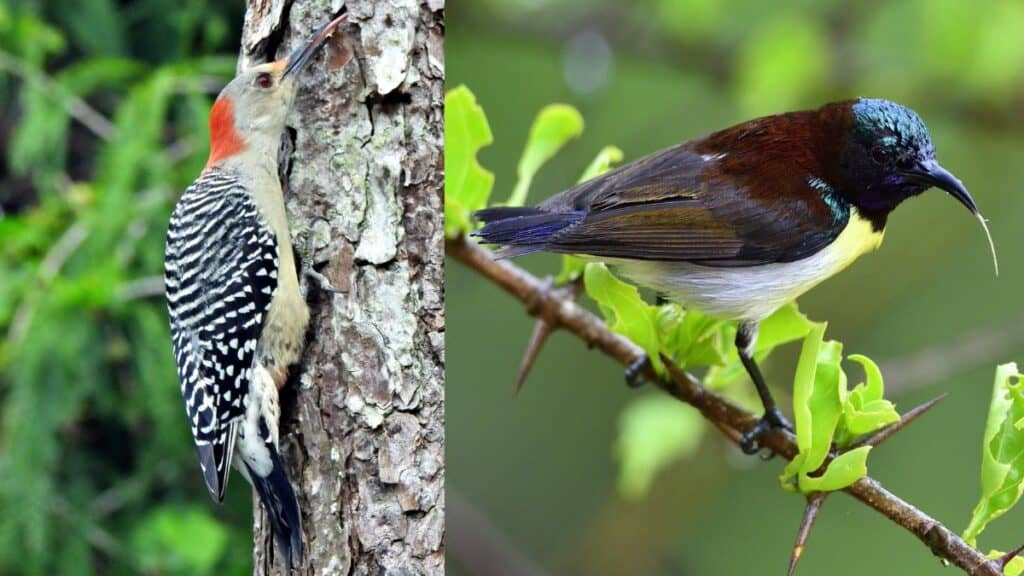 Birds With Long Tongues (4 Types) - Bird Feeder Hub