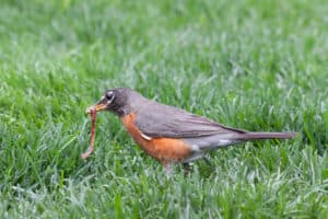 12 Birds That Eat Earthworms - Bird Feeder Hub