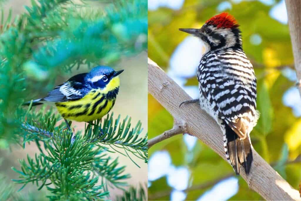 14 Striped Birds (with Photos) - Bird Feeder Hub