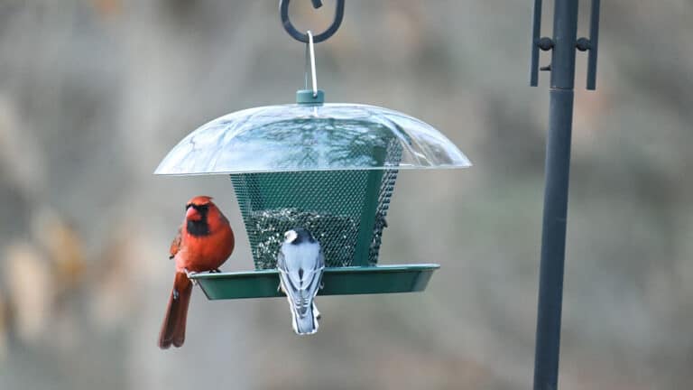 Kingsyard Metal Mesh Wild Bird Feeder (Review) - Bird Feeder Hub