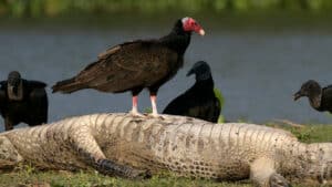 10 Birds That Eat Dead Animals (Photos) - Bird Feeder Hub