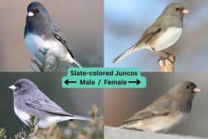 16 Facts About Dark-eyed Juncos (with Photos) - Bird Feeder Hub