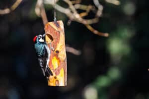 16 Facts About Acorn Woodpeckers - Bird Feeder Hub
