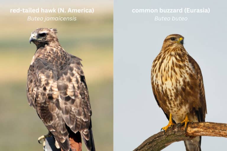 Buteos, Buzzards and Hawks (What's the Difference?) - Bird Feeder Hub