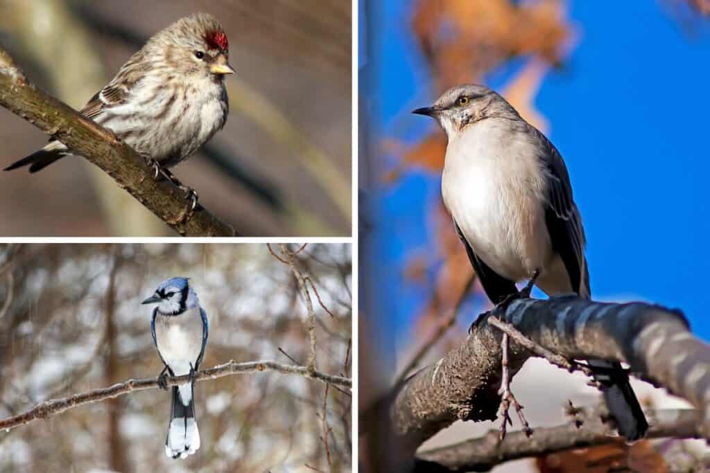 12 Winter Birds In Ohio - Bird Feeder Hub