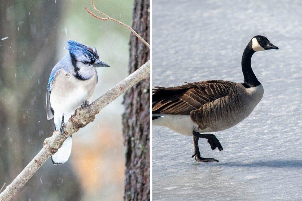 26 Winter Birds in Massachusetts - Bird Feeder Hub