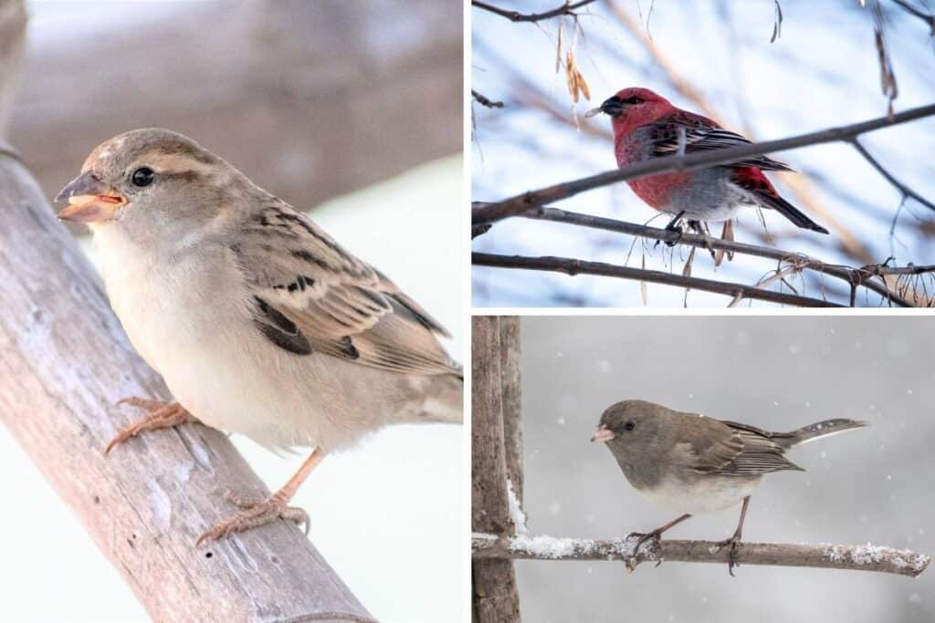 New Hampshire's Winter Birds: 22 Species to Know - Bird Feeder Hub