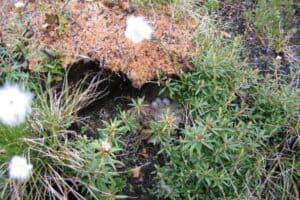 16 Facts About Dark-eyed Juncos (with Photos) - Bird Feeder Hub