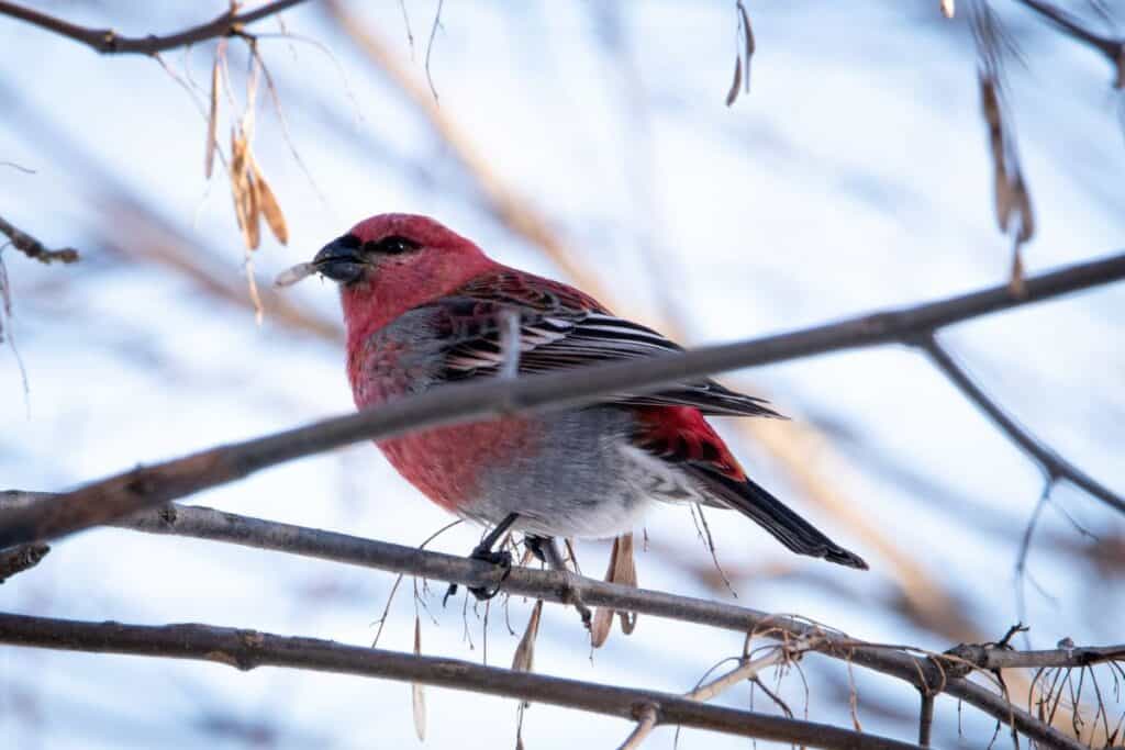 13 Enchanting Winter Birds to Look for in Vermont - Bird Feeder Hub