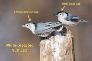 19 Facts About White-Breasted Nuthatches - Bird Feeder Hub