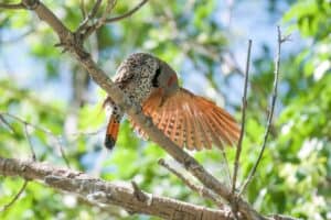 Northern Flicker (Overview) - Bird Feeder Hub