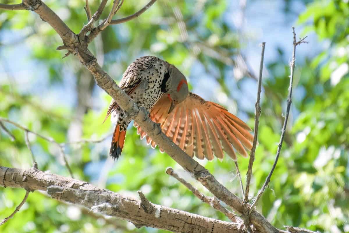 Northern Flicker (Overview) - Bird Feeder Hub