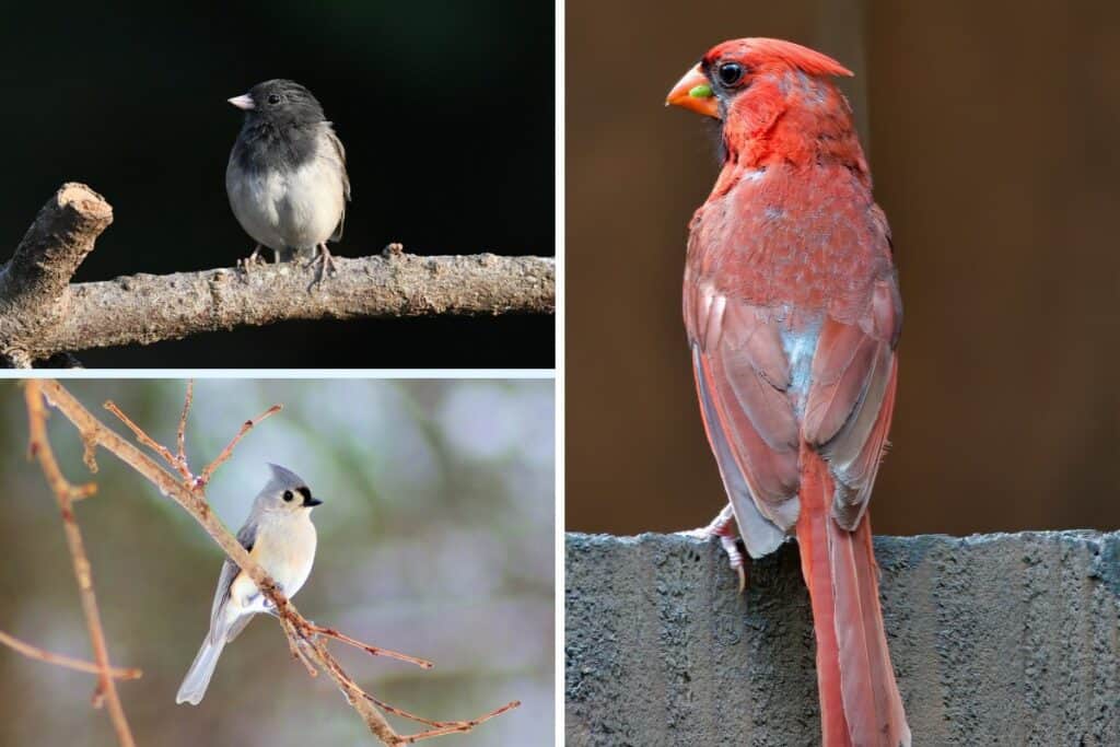 13 Pennsylvania Birds That Endure the Winter (Photos) - Bird Feeder Hub
