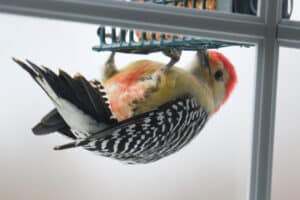 16 Facts About Red-bellied Woodpeckers - Bird Feeder Hub
