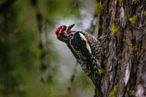 10 Woodpeckers With Red Heads in North America - Bird Feeder Hub