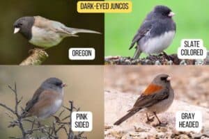 16 Facts About Dark-eyed Juncos (with Photos) - Bird Feeder Hub
