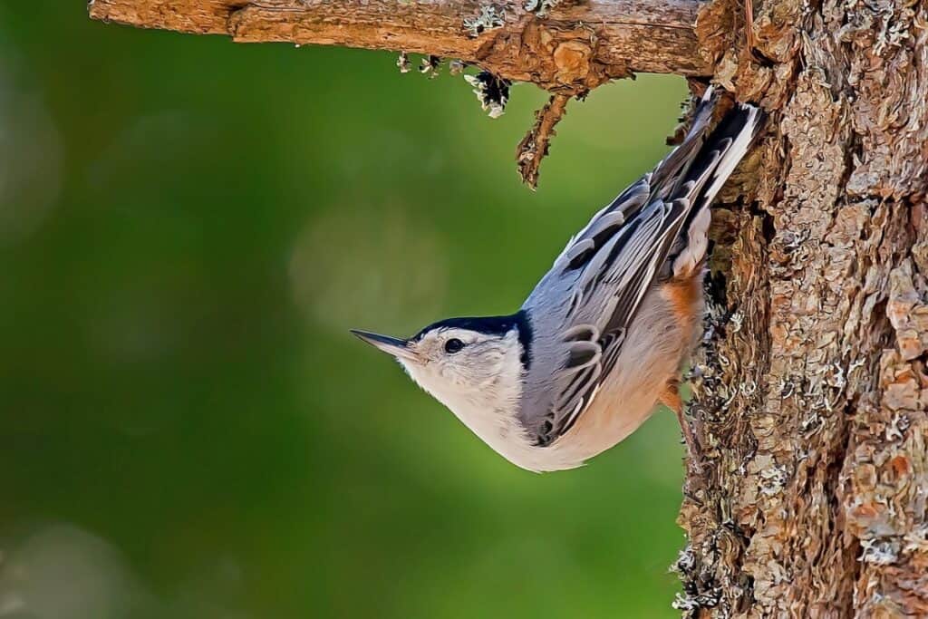 19 Facts About White-Breasted Nuthatches - Bird Feeder Hub