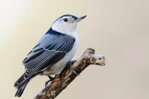 19 Facts About White-Breasted Nuthatches - Bird Feeder Hub