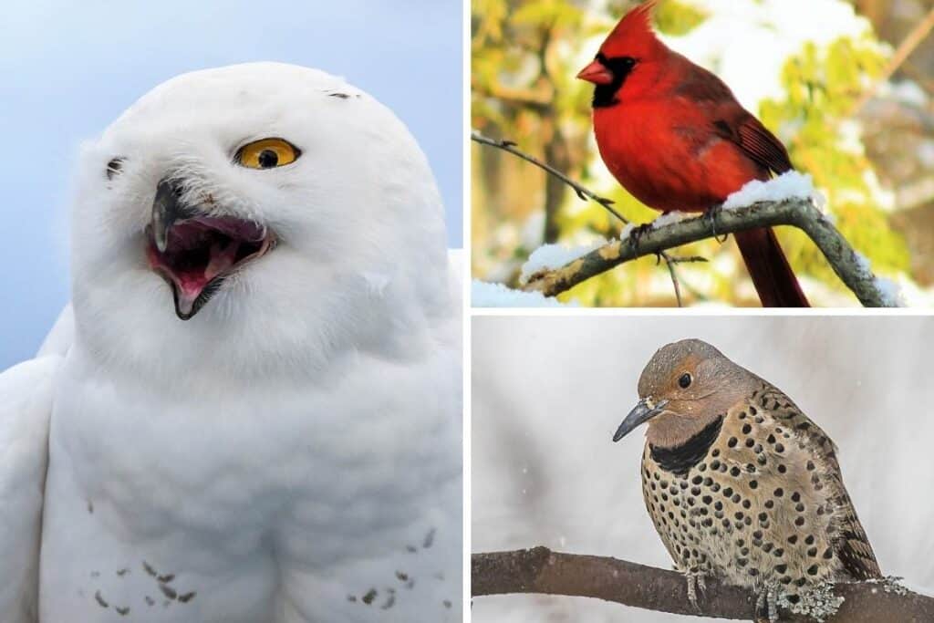 11 Birds to Look For in Maine This Winter (Pictures) - Bird Feeder Hub