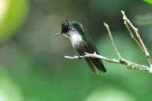 30 Birds With 3 Word Names (Photos, Facts) - Bird Feeder Hub