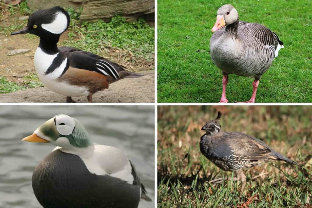 34 Fantastic Birds With 15 Letters (Pictures) - Bird Feeder Hub