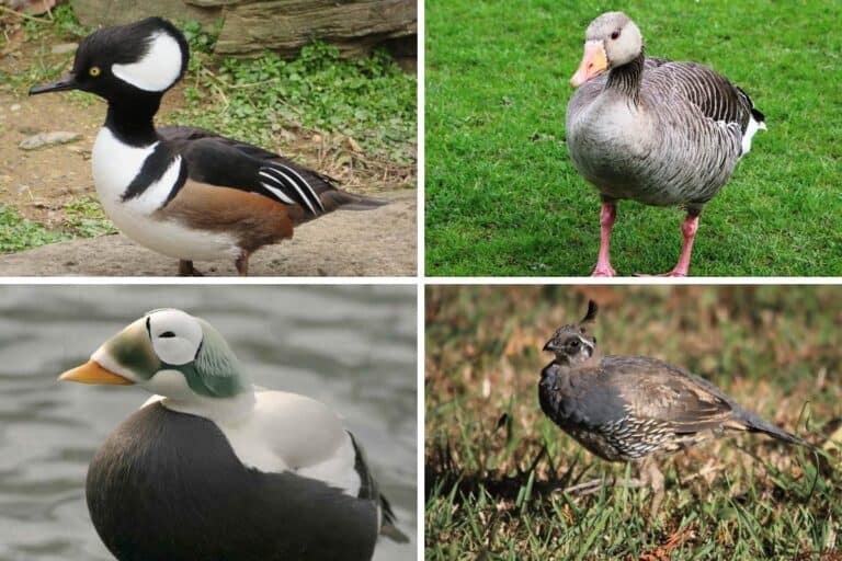 34 Fantastic Birds With 15 Letters (Pictures) - Bird Feeder Hub