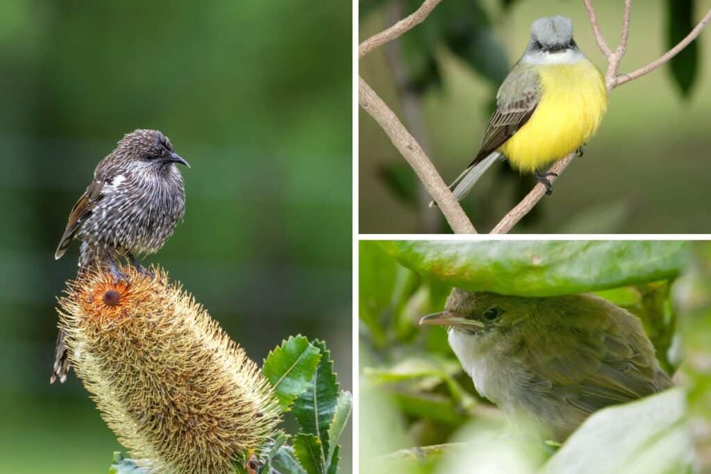 25 Unique Birds That End With the Letter D - Bird Feeder Hub