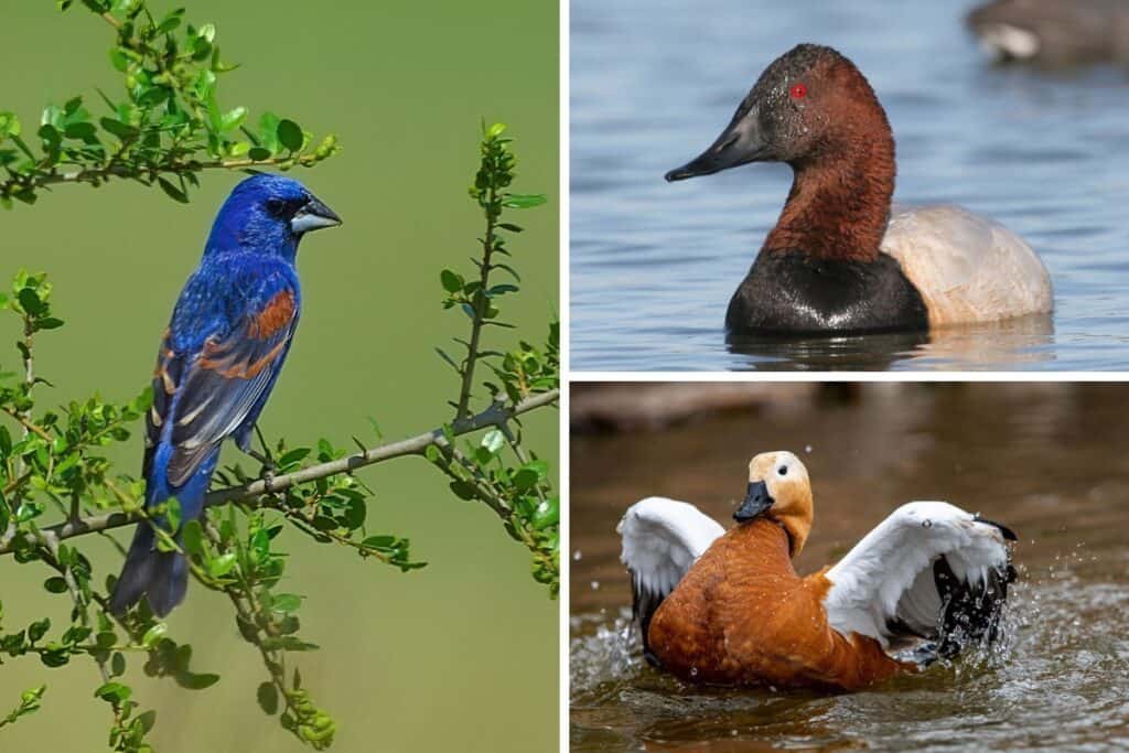 14 Random Birds That End With the Letter K (Photos) - Bird Feeder Hub