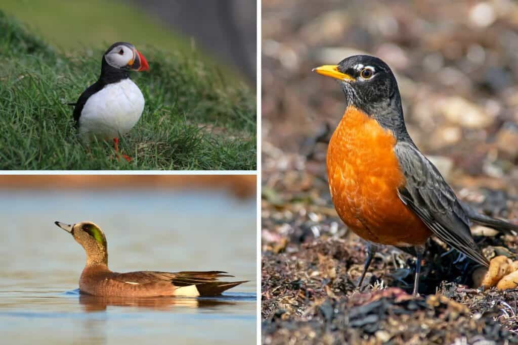 Birds 101 Archives - Bird Feeder Hub