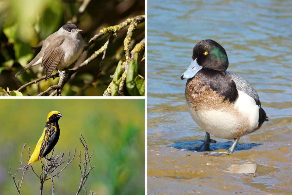 9 Birds That End With the Letter P (Photos) - Bird Feeder Hub