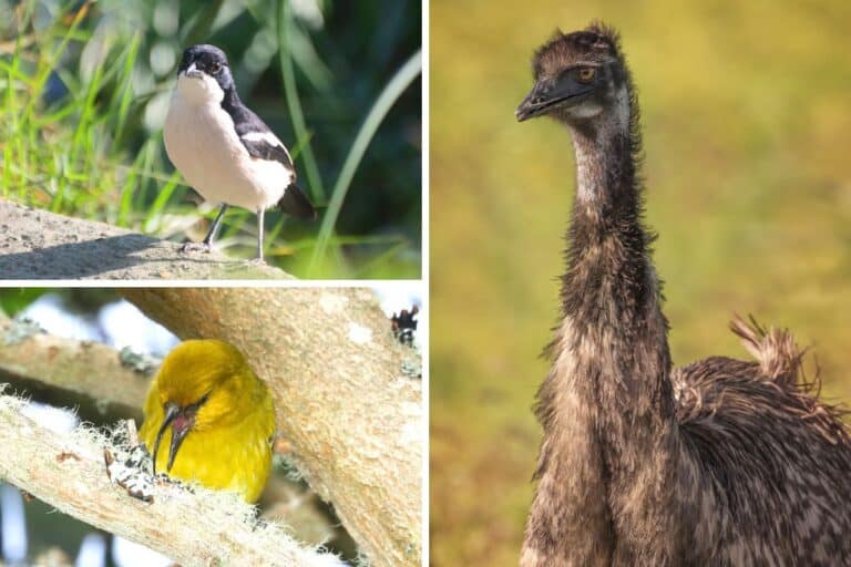9 Birds That All End With the Letter U (Photos) - Bird Feeder Hub