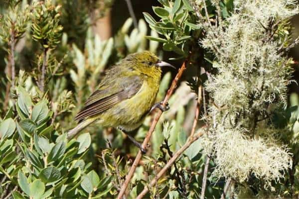 9 Birds That End With the Letter I (Photos, Facts) - Bird Feeder Hub