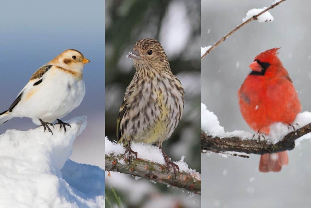 10 Winter Birds in Michigan - Bird Feeder Hub