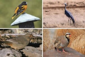26 Types of Birds That End With the Letter E - Bird Feeder Hub
