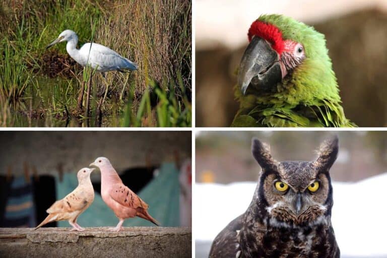 30 Birds With 3 Word Names (Photos, Facts) - Bird Feeder Hub