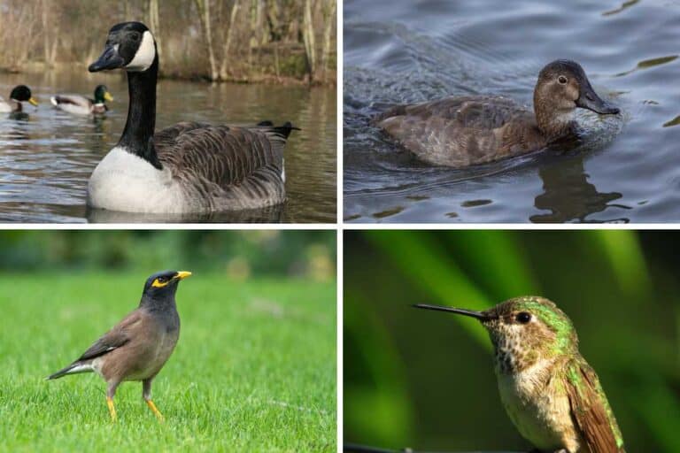 36 Birds With Double Letters in Their Name (Photos) - Bird Feeder Hub