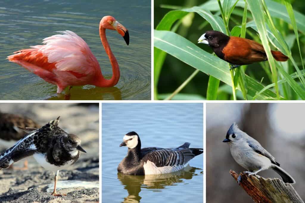 Birds 101 - General Bird Educational Info Archives - Bird Feeder Hub