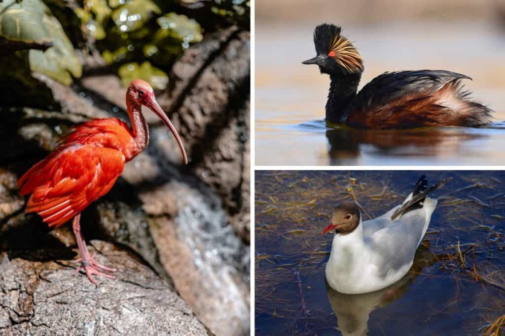 Birds 101 - General Bird Educational Info Archives - Bird Feeder Hub