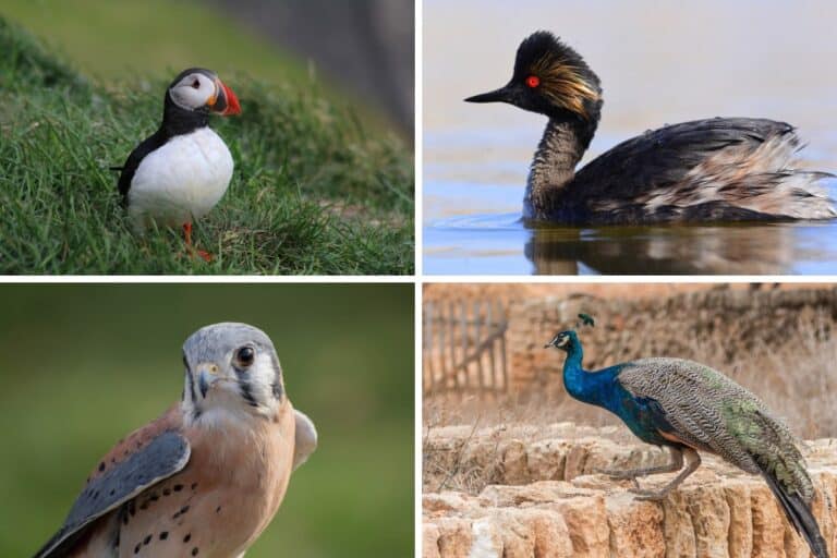 Birds 101 - General Bird Educational Info Archives - Bird Feeder Hub