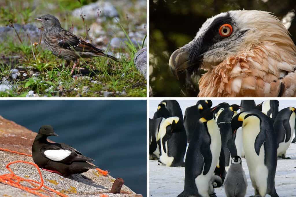 39 Amazing Birds With 14 Letters (Pictures, Descriptions) - Bird Feeder Hub