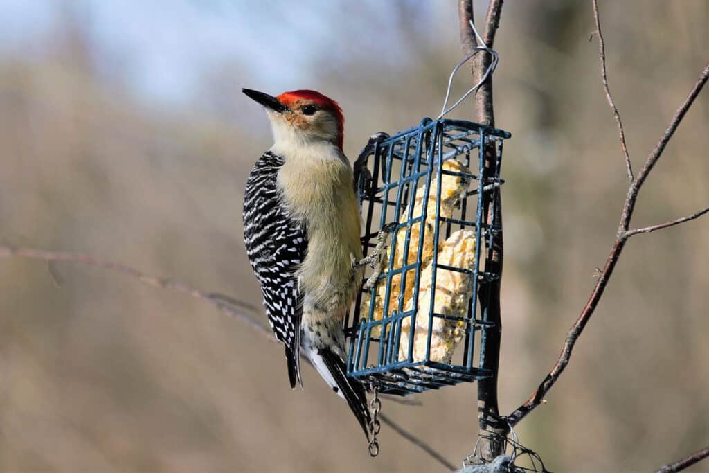 25 Types of Backyard Birds in Georgia (Pictures) - Bird Feeder Hub