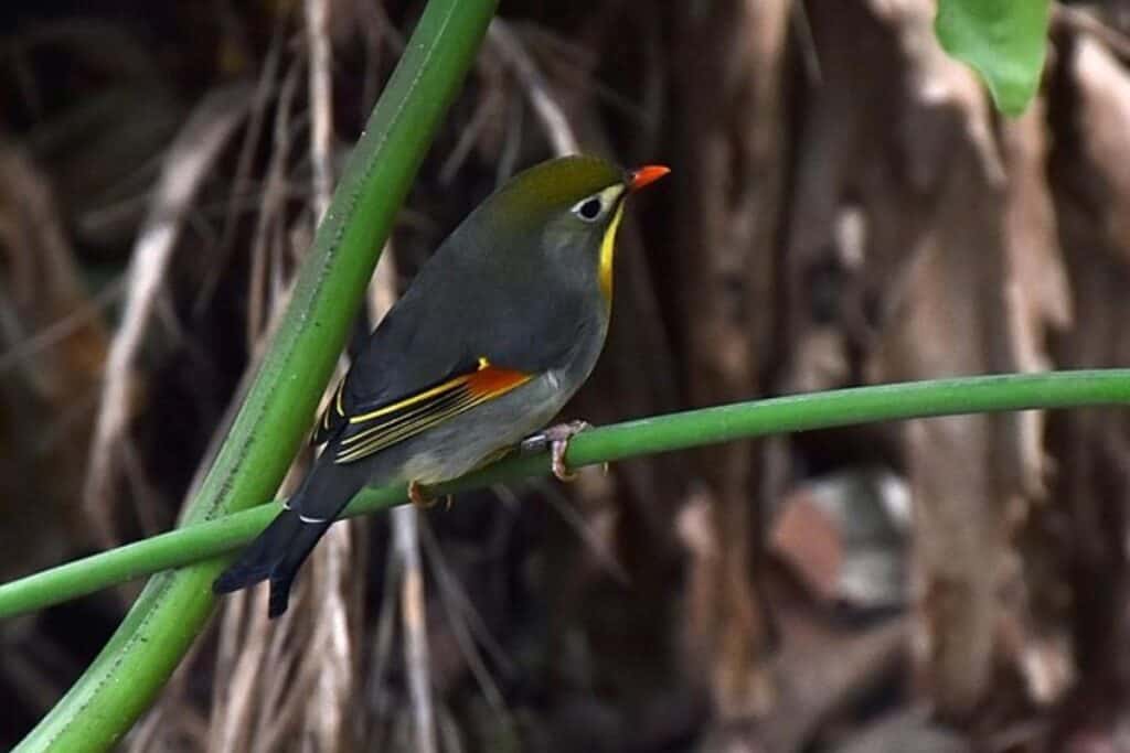 5 Birds That End with the Letter X - Bird Feeder Hub