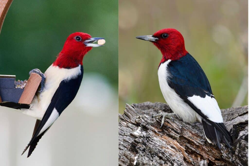 18 Facts About Red-Headed Woodpeckers - Bird Feeder Hub
