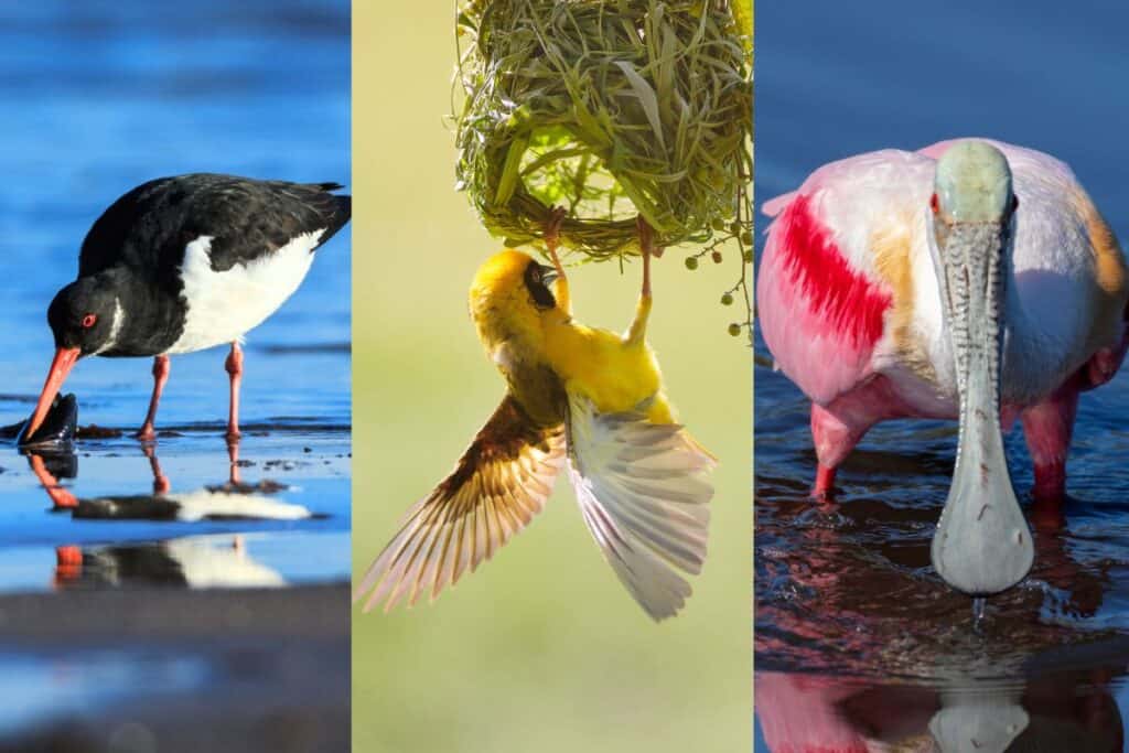 15 Birds Named After Their Behaviors or Traits - Bird Feeder Hub