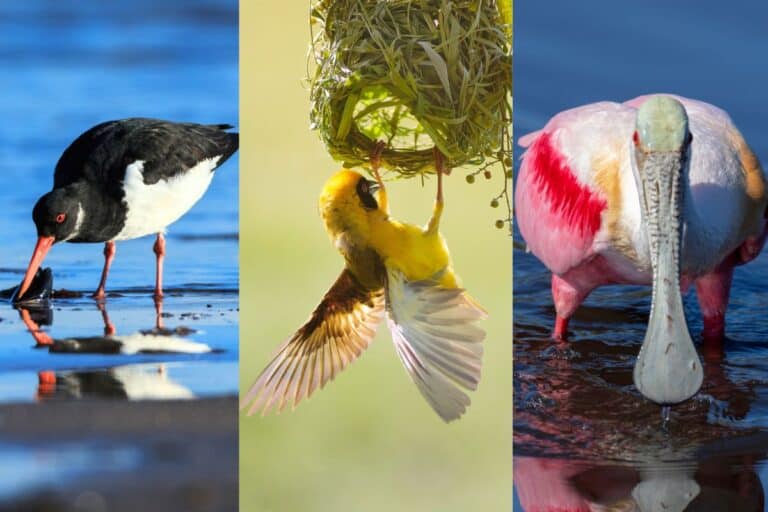 Birds 101 - General Bird Educational Info Archives - Bird Feeder Hub