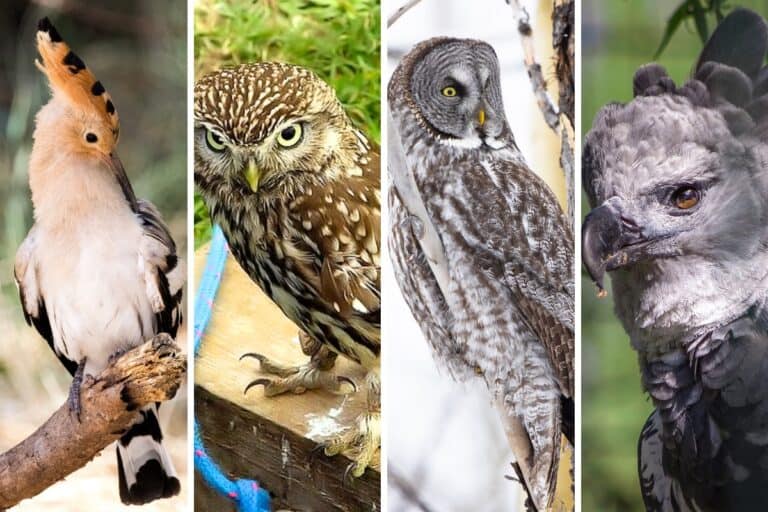 5 Unusual Birds Named After Mythological Figures (Photos) - Bird Feeder Hub