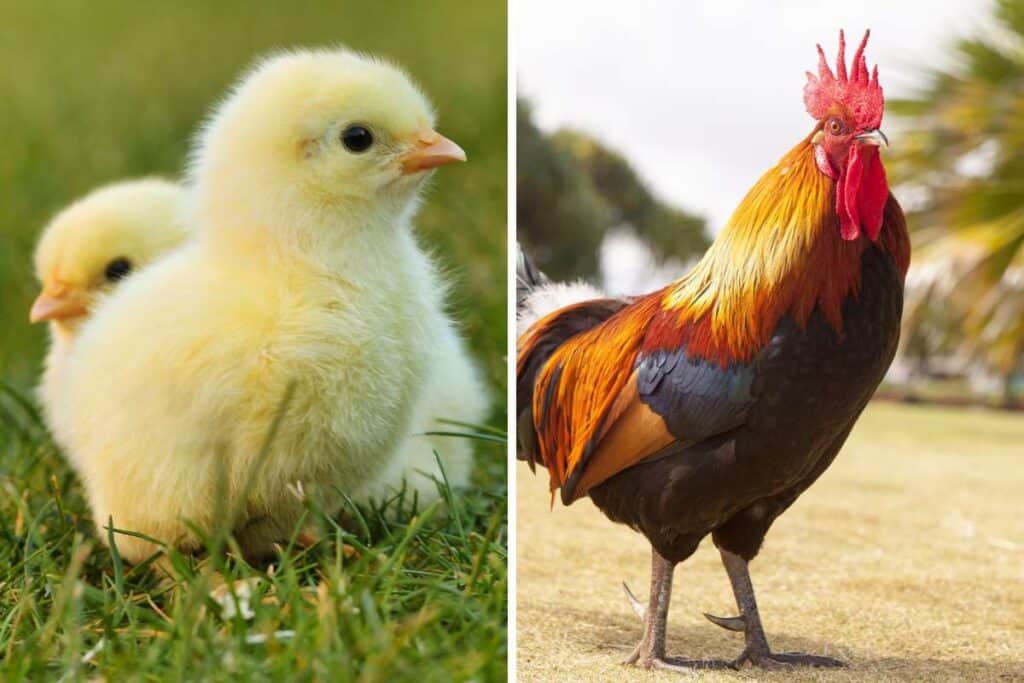 5 Letter Birds That Start With C (Photos) - Bird Feeder Hub