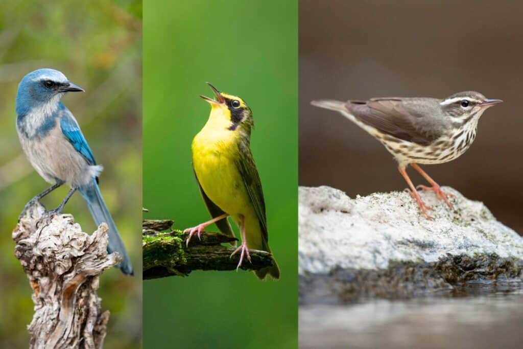24 Birds Named After U.S. States - Bird Feeder Hub