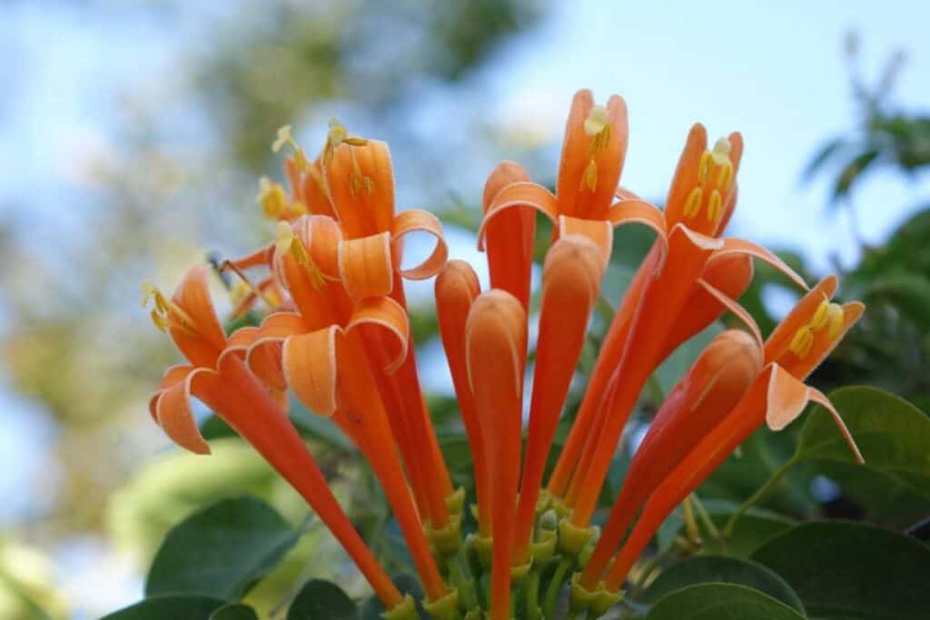 18 Flowers That Start With the Letter F (Photos) - Bird Feeder Hub