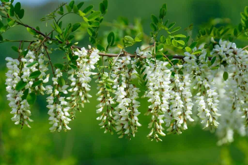 25 Flowers That Start With the Letter A (Colorful Examples) - Bird ...